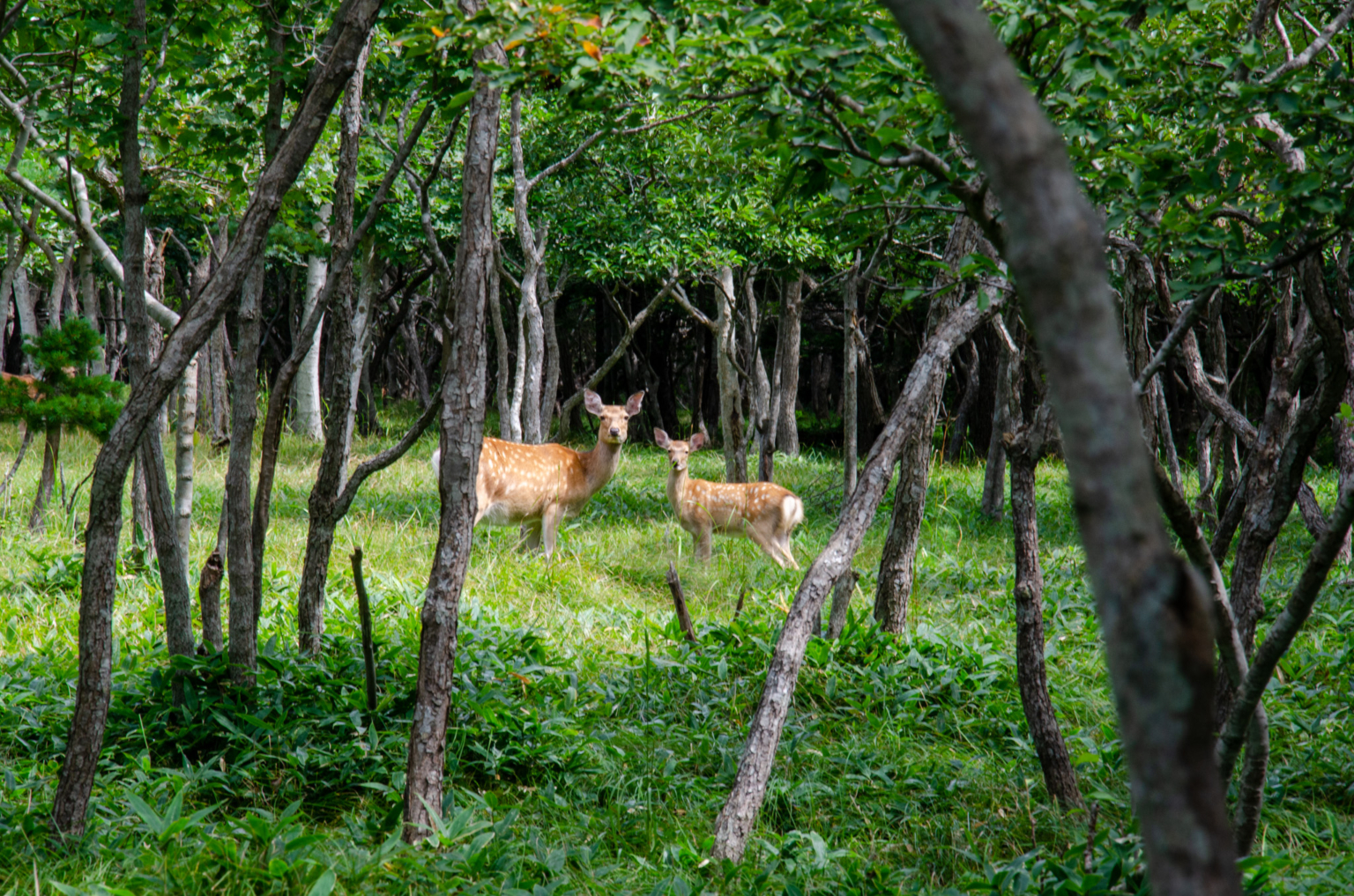 Climbing Mt.Apoi Geopark and looking precious alpine plants in Samani ...