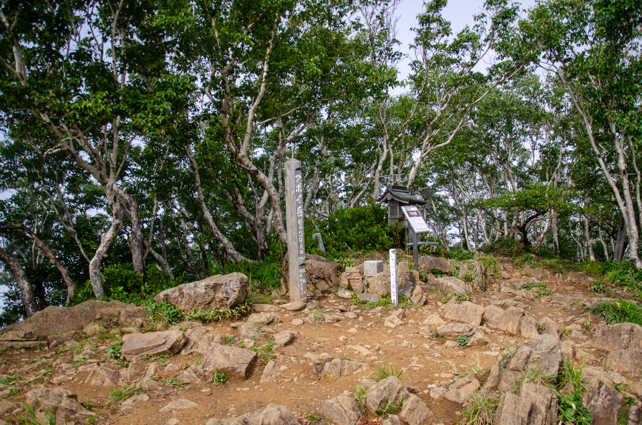 Climbing Mt.Apoi Geopark and looking precious alpine plants in Samani ...