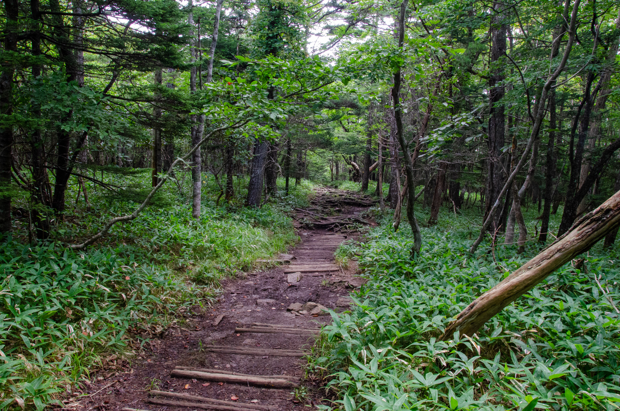 Exploring Mt. Apoi Geopark and Discovering Precious Alpine Plants in ...