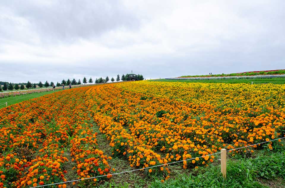 Flower land Kamifurano – Fleemy: Your Guide to Exploring Hokkaido