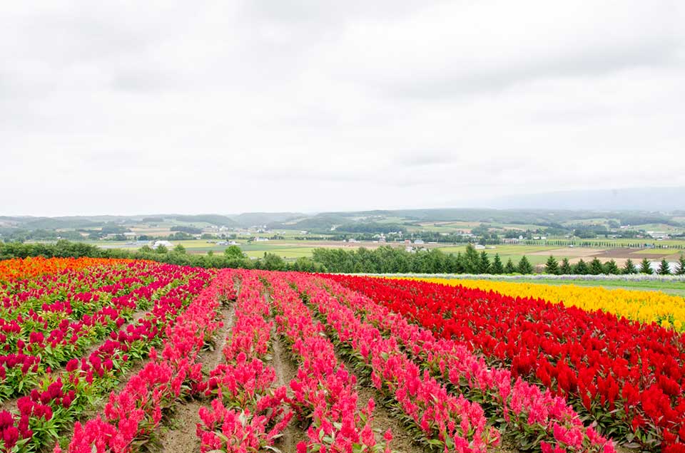 Flower land Kamifurano – Fleemy: Your Guide to Exploring Hokkaido